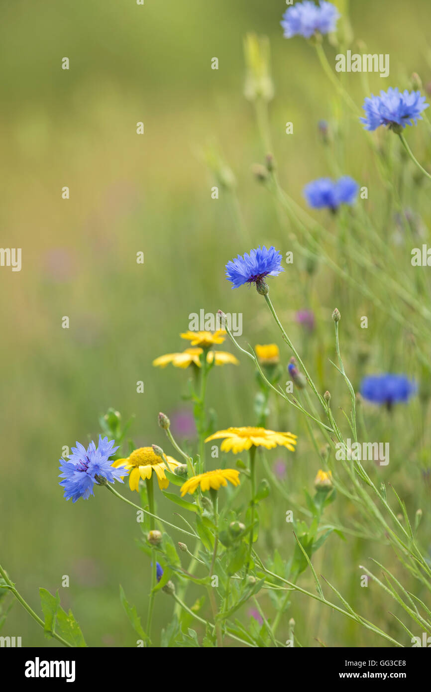 Yellow cornflower hi-res stock photography and images - Alamy