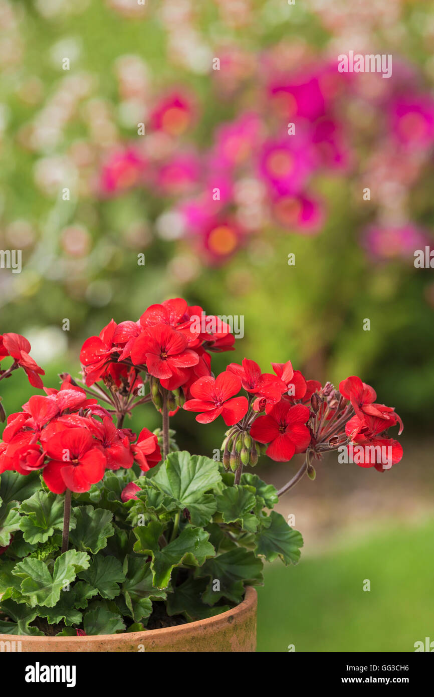 Potted Red Geraniums