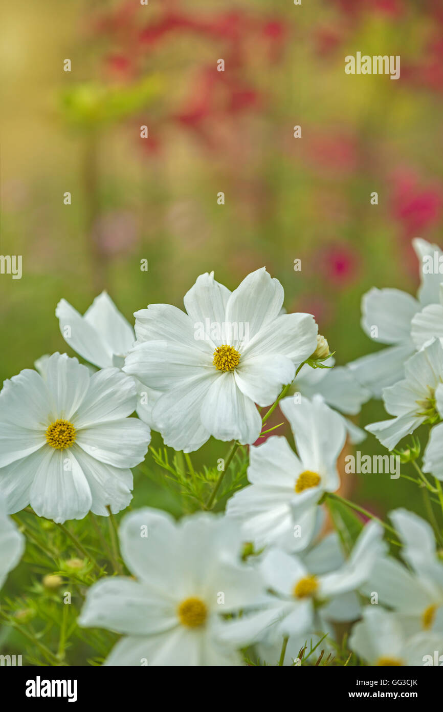 Psyche White Cosmos flower Stock Photo - Alamy