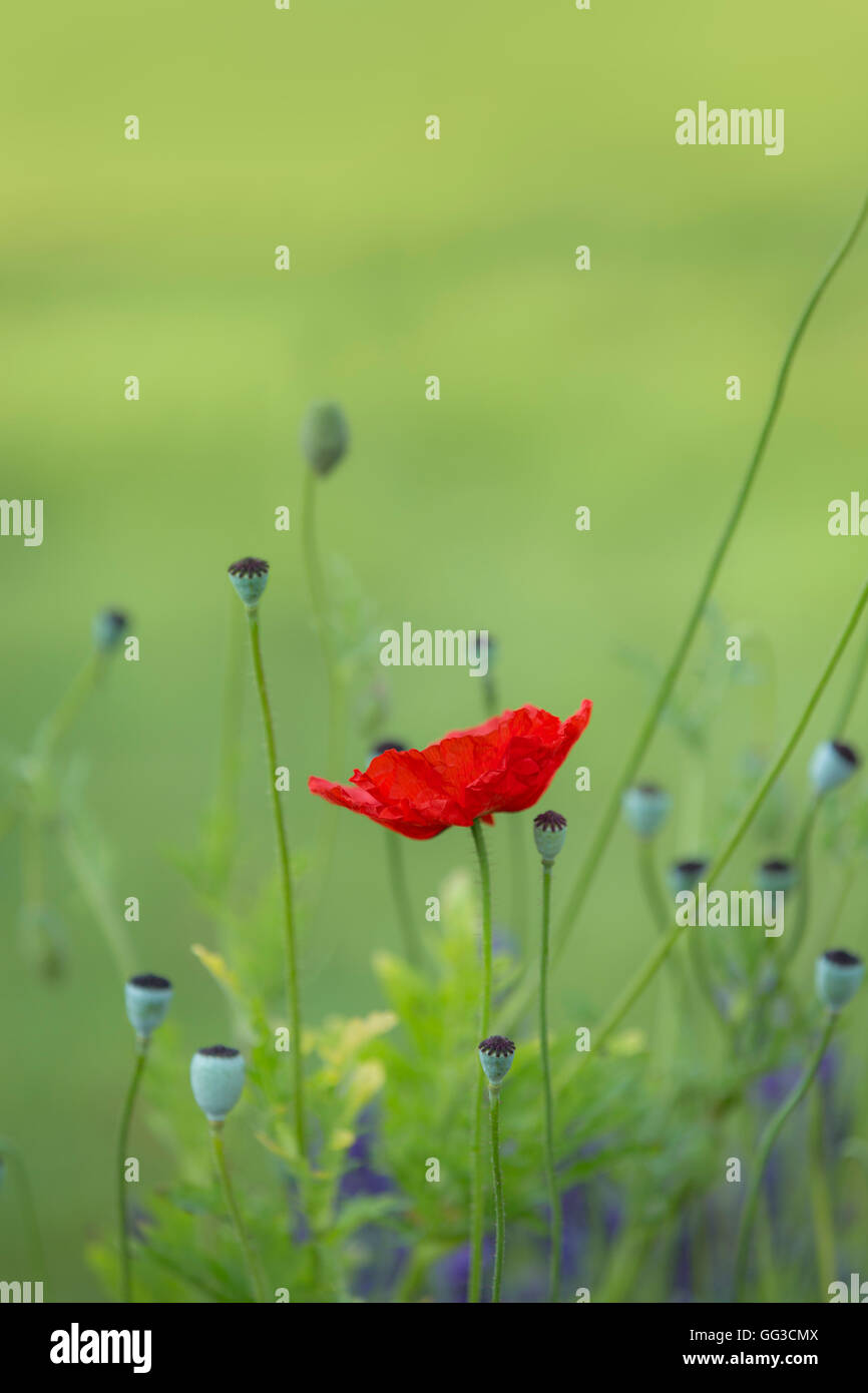 Single red Poppy flower Stock Photo - Alamy