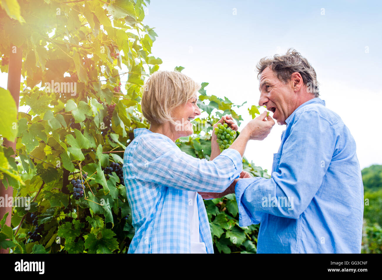 Man eating grapes in vineyard hi-res stock photography and images - Alamy