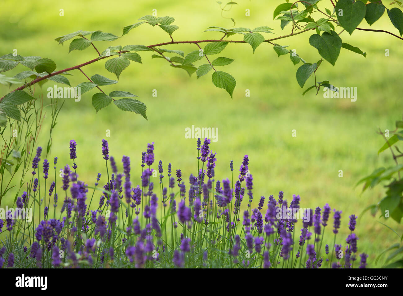 Lavender flowers and bramble Stock Photo - Alamy