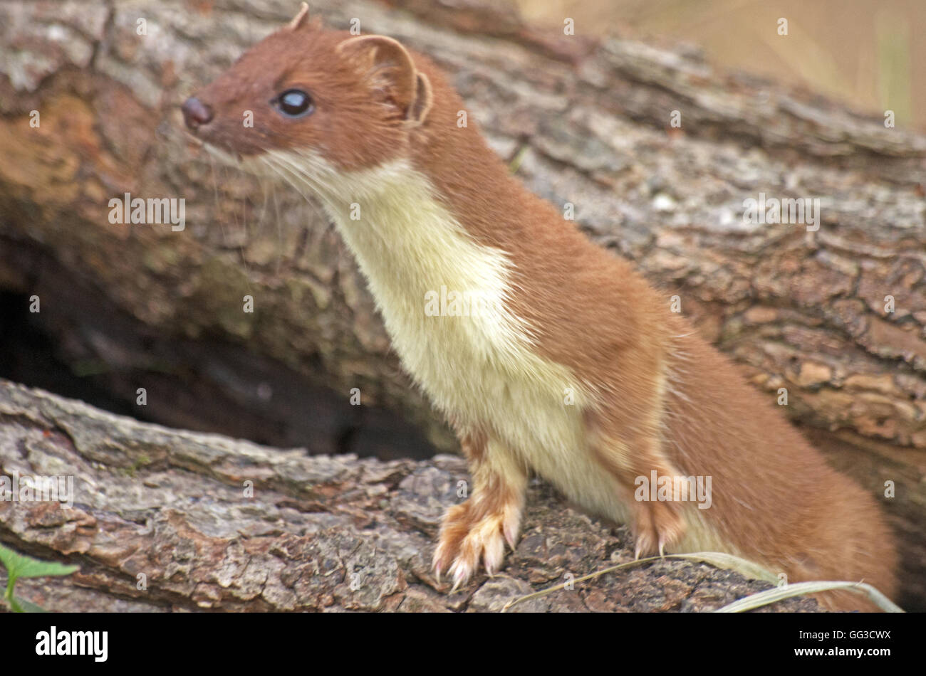 Stoat, Mustela Erminea, Captive Stock Photo - Alamy