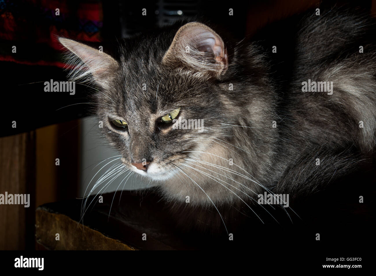 Gray cat in the shadows looking at light Stock Photo - Alamy