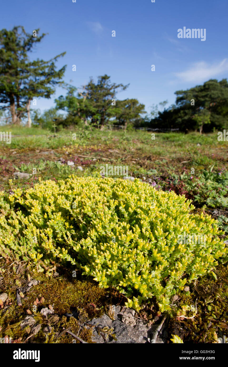 Biting Stonecrop; Sedum acre Gait Barrows NNR Cumbria; UK Stock Photo ...