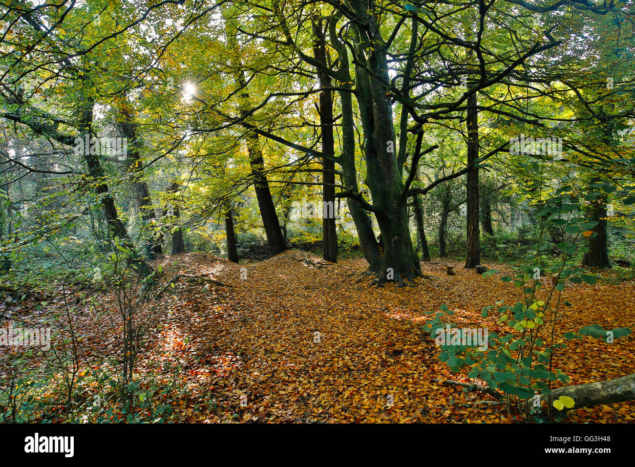 Godolphin Woods; Autumn; Cornwall; UK Stock Photo - Alamy