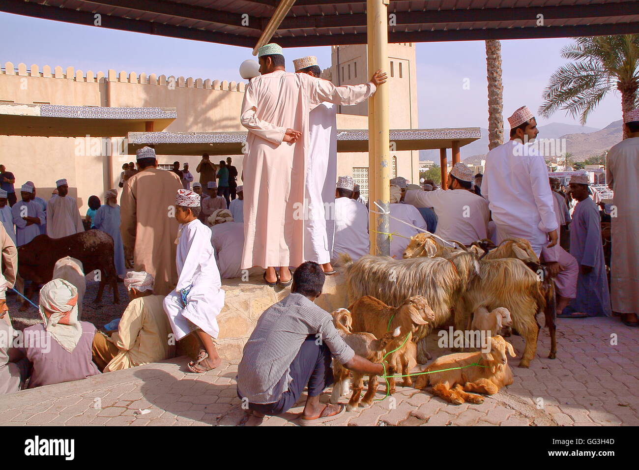 Arab goat hi-res stock photography and images - Alamy