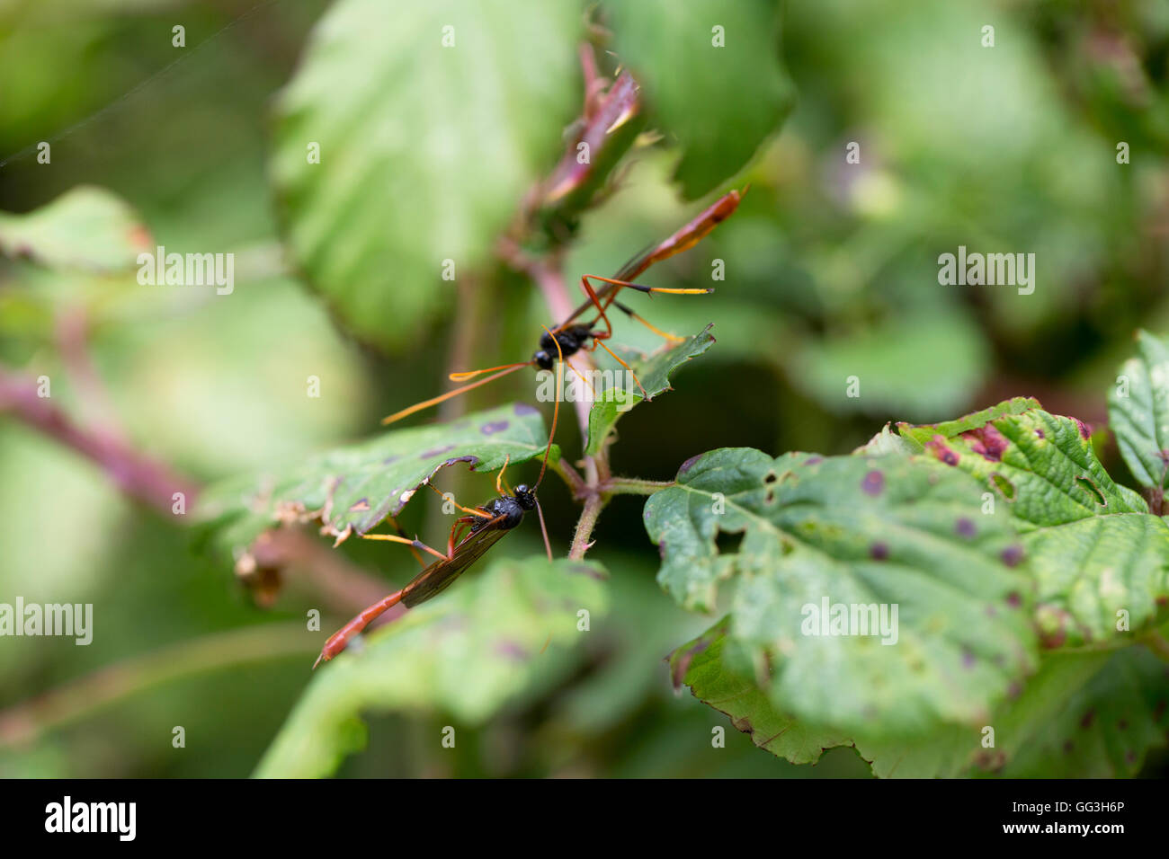 Ichneumon fly hi-res stock photography and images - Alamy