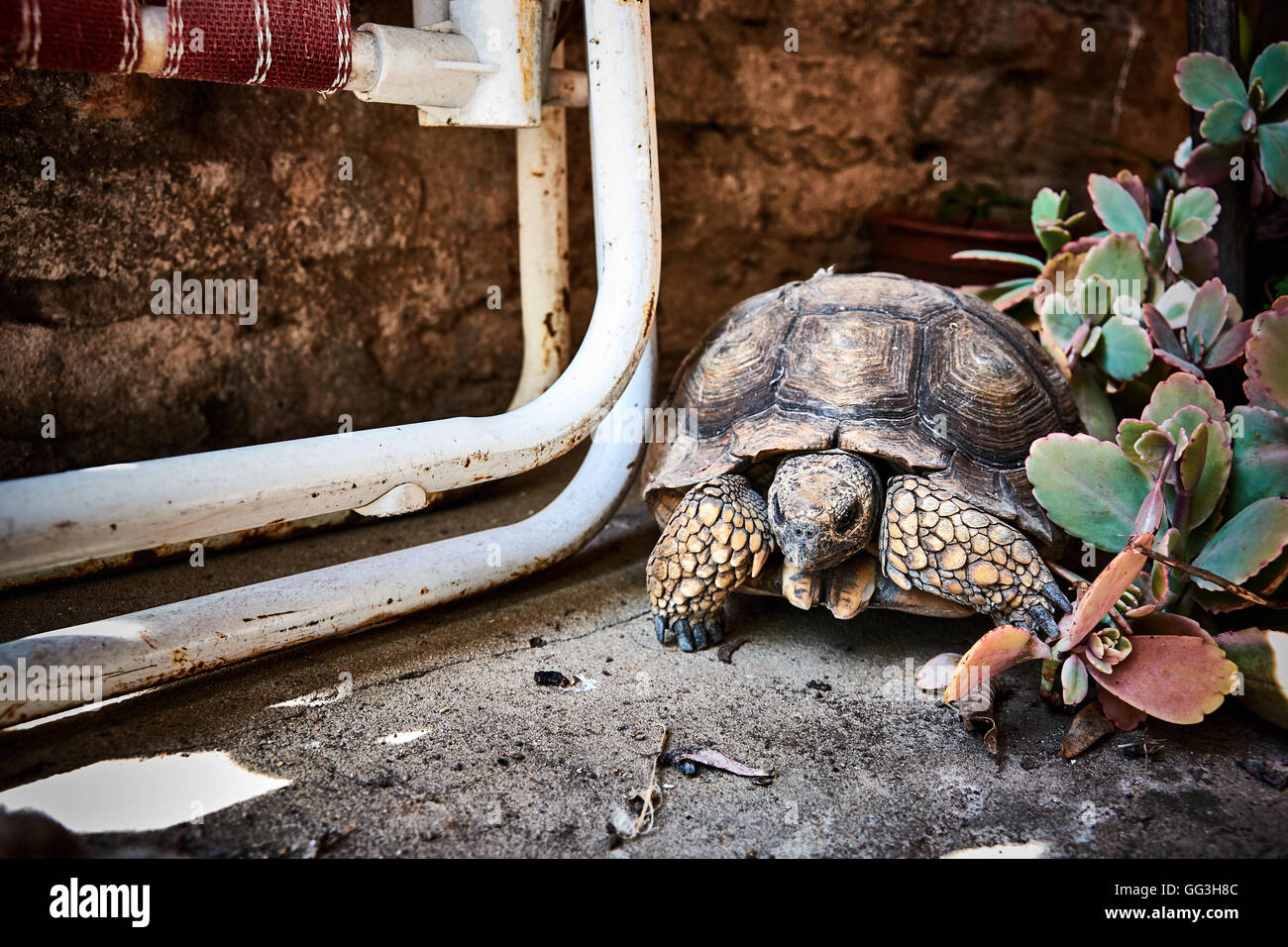 A small turtle exploring the surrounding area Stock Photo - Alamy