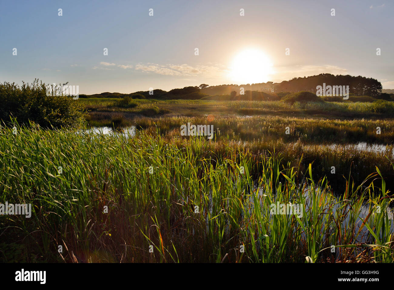 Marazion; RSPB Reserve Cornwall; UK Stock Photo - Alamy