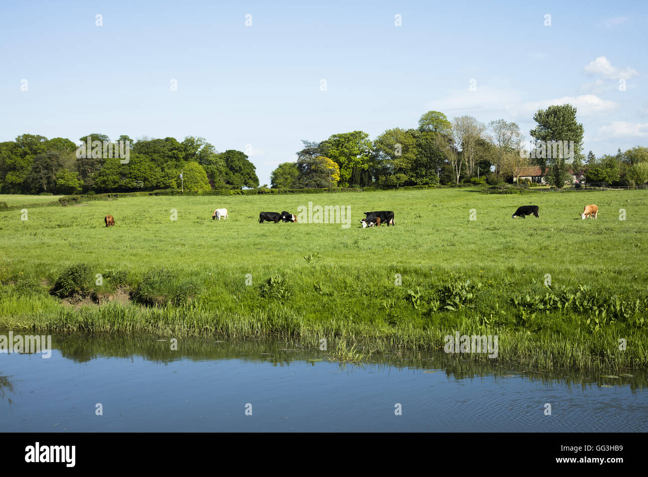 Countryside river spring cows hi-res stock photography and images - Alamy