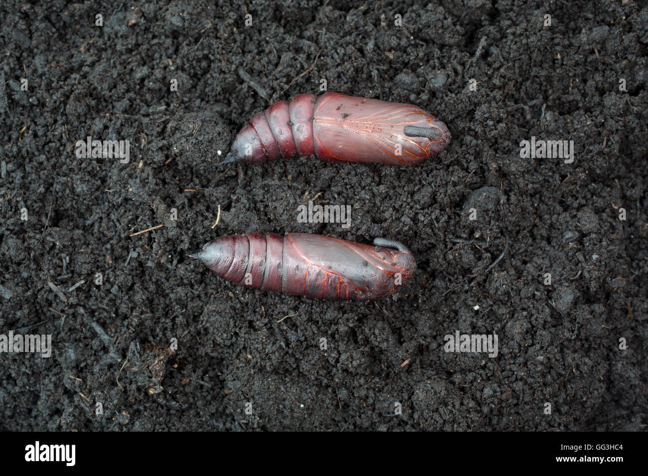 Privet Hawk Moth; Sphinx ligustri Two Pupae Cornwall; UK Stock Photo ...
