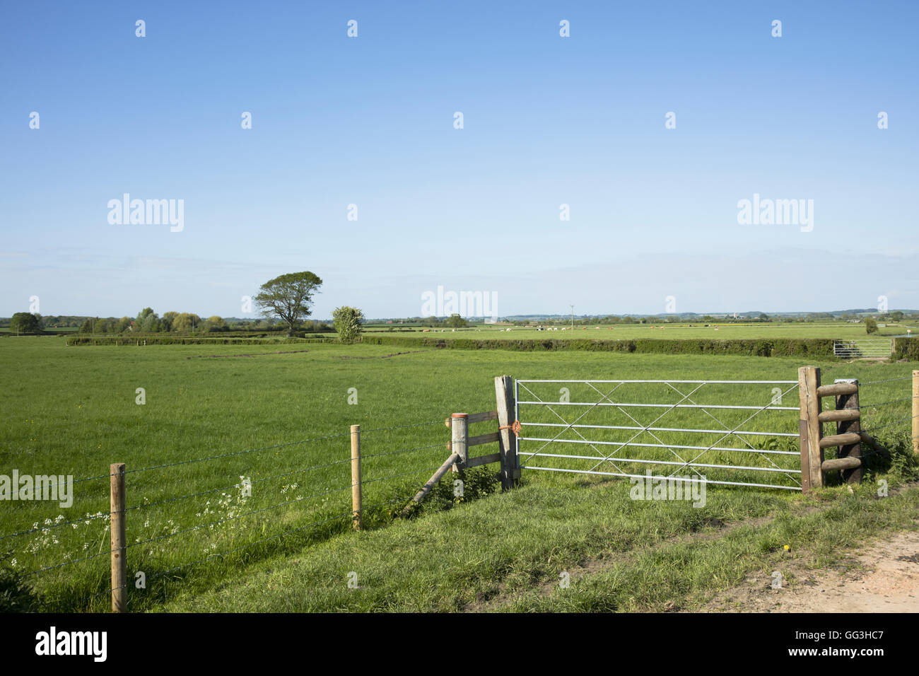 Lambs with gate hi-res stock photography and images - Alamy