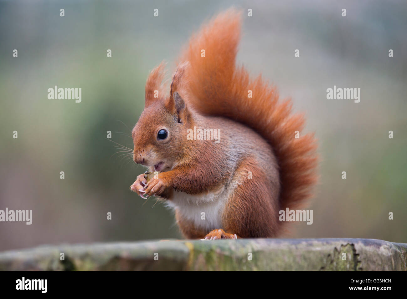 Red Squirrel Uk High Resolution Stock Photography and Images - Alamy