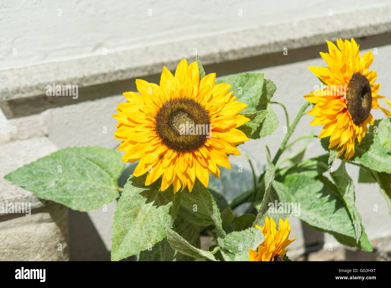 Nice sunflower hi-res stock photography and images - Alamy