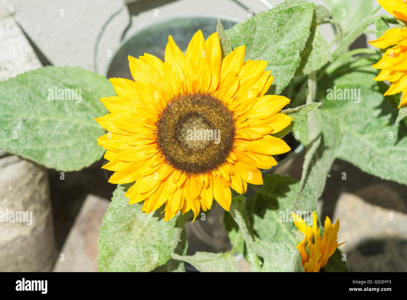 Nice sunflower hi-res stock photography and images - Alamy