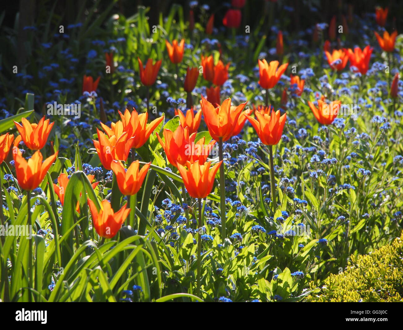 Beautifully backlit "Ballerina" tulips at Chenies Manor in April ...