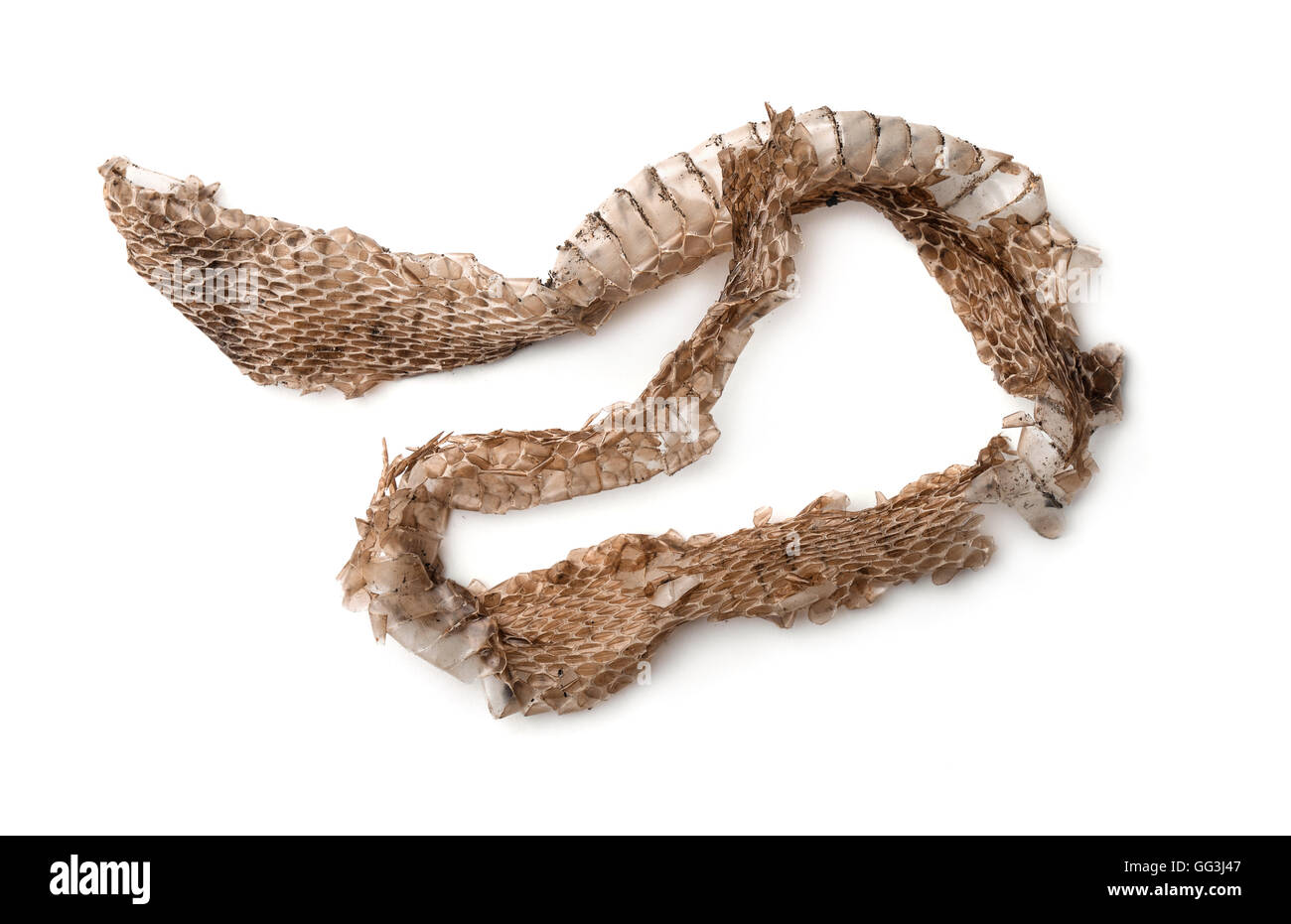 Snake skin shed hi-res stock photography and images - Alamy