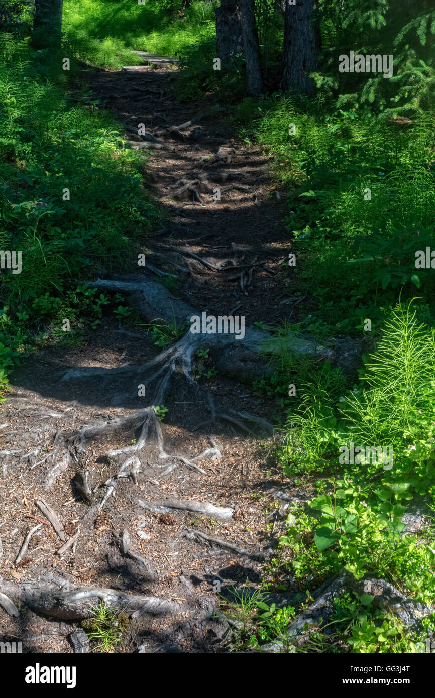 Roots fill a shaded pathway though a bright green undergrowth Stock ...