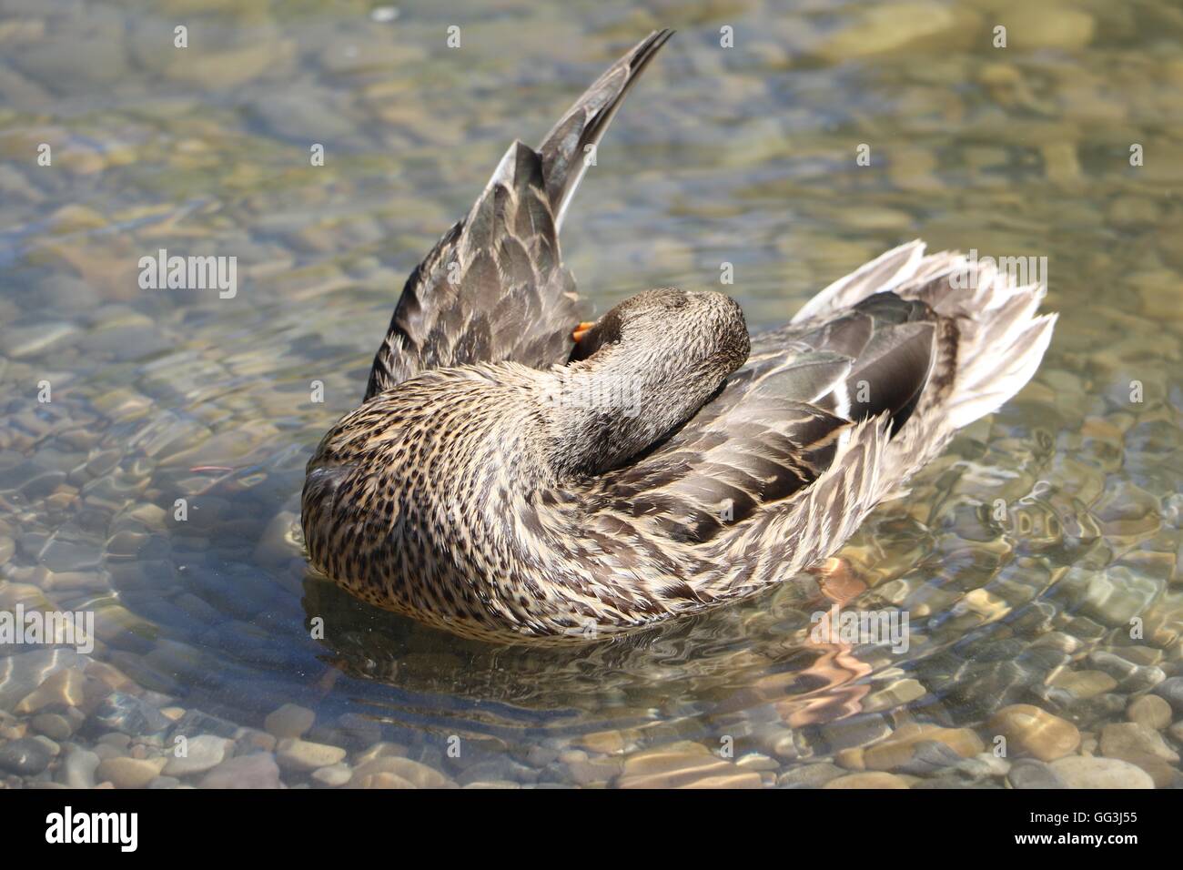 Duck attack hi-res stock photography and images - Alamy