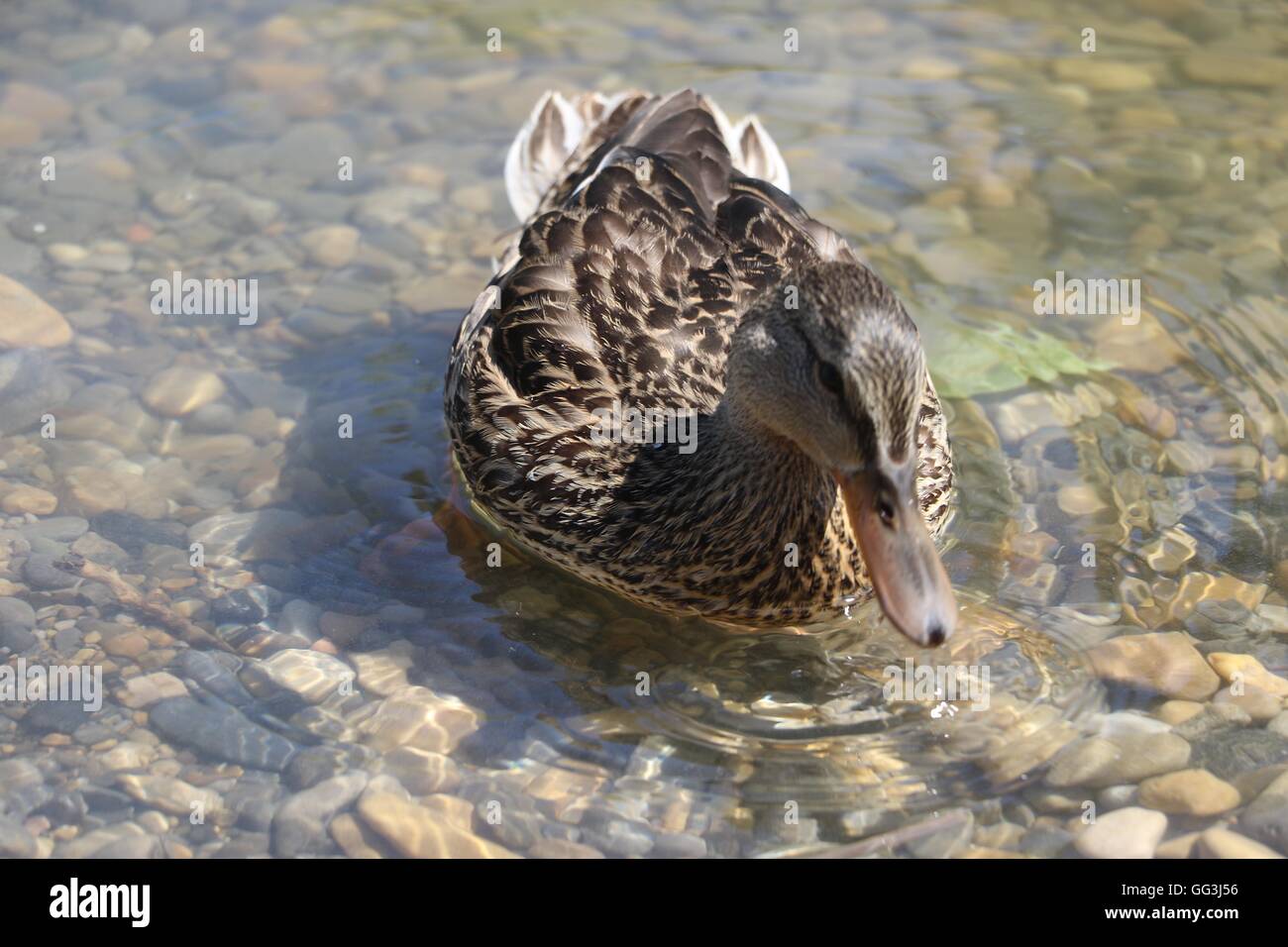 Duck attack hi-res stock photography and images - Alamy