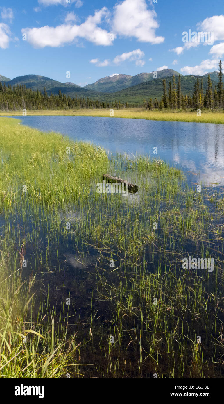 Log in stream grass hi-res stock photography and images - Alamy