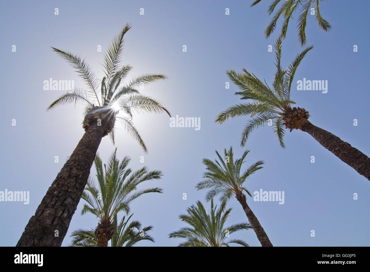 Lush palm trees hi-res stock photography and images - Alamy