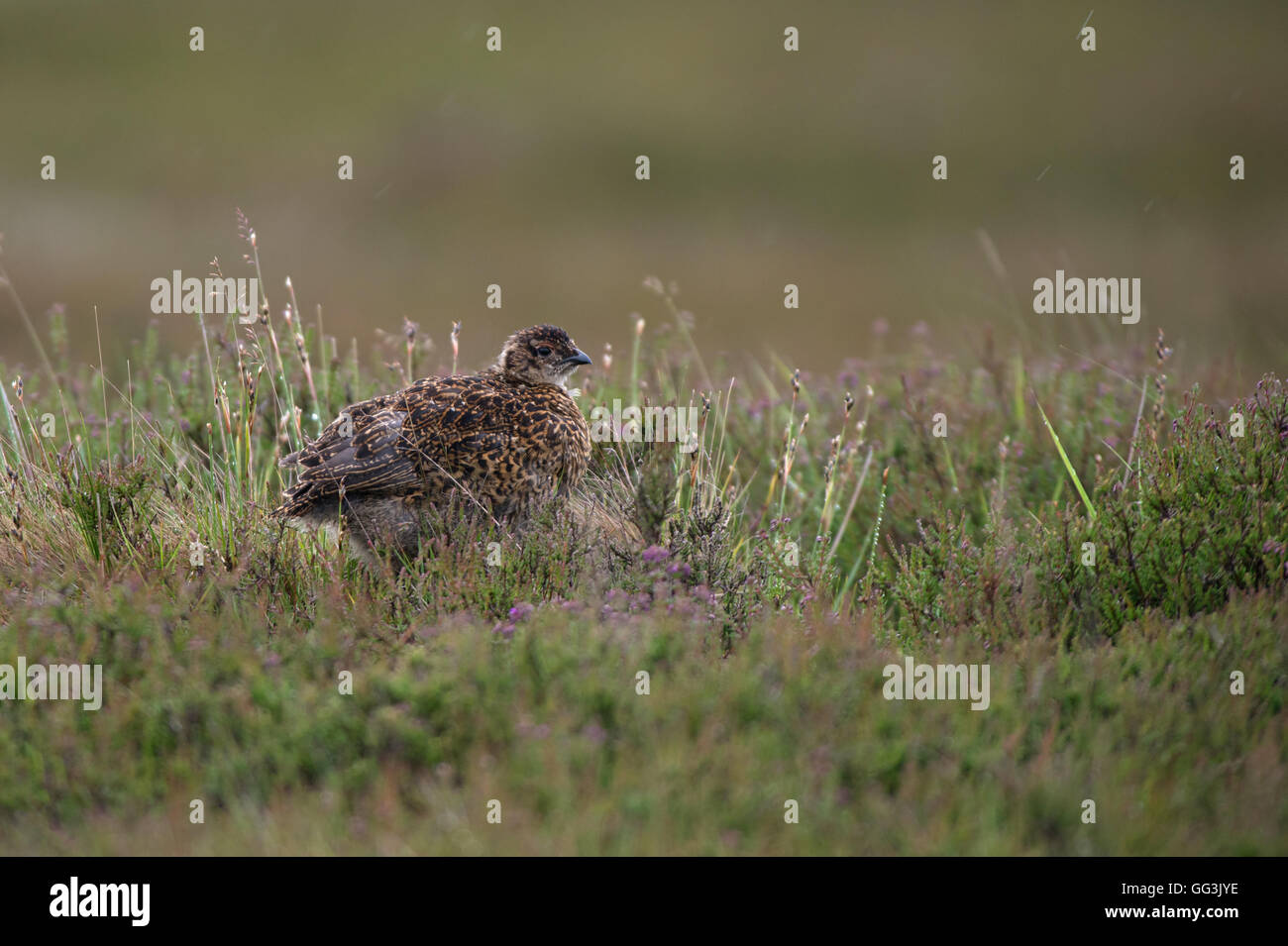 Grouse chick hi-res stock photography and images - Alamy