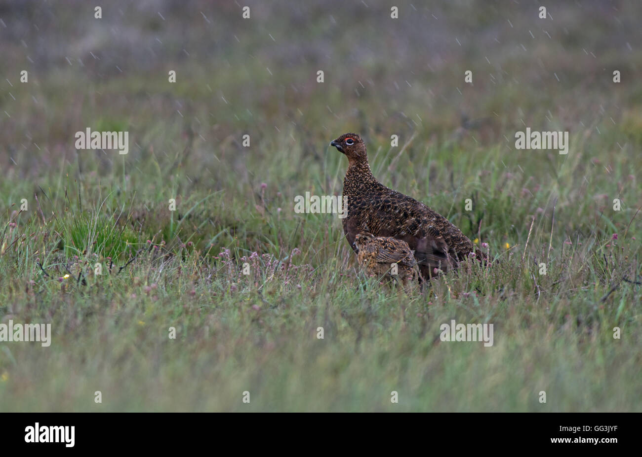 Red grouse male and female hi-res stock photography and images - Alamy