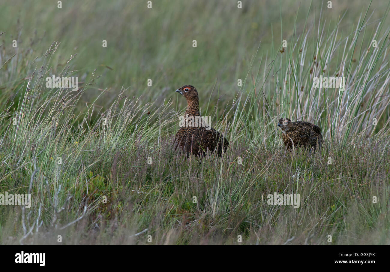 Grouse chick hi-res stock photography and images - Alamy