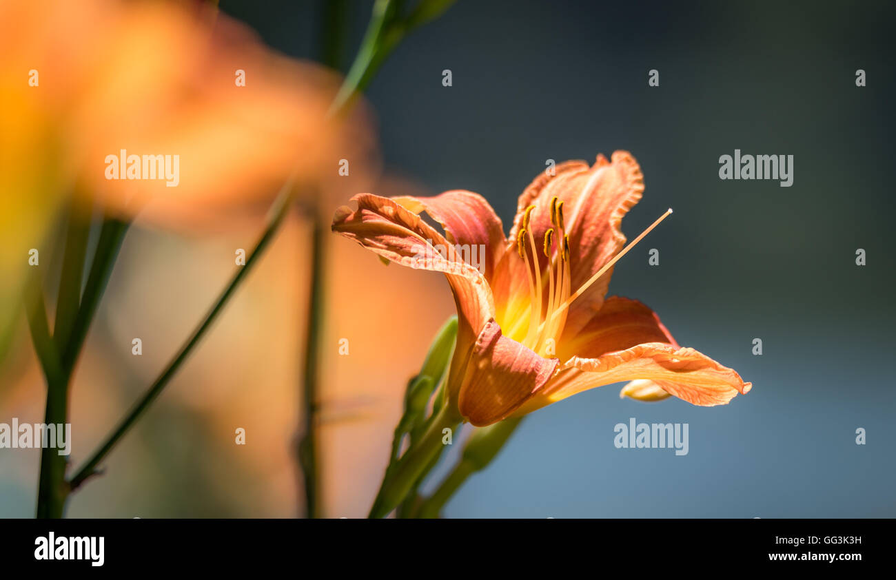 Tiger lily flower in full fiery orange bloom with stamen on a late ...