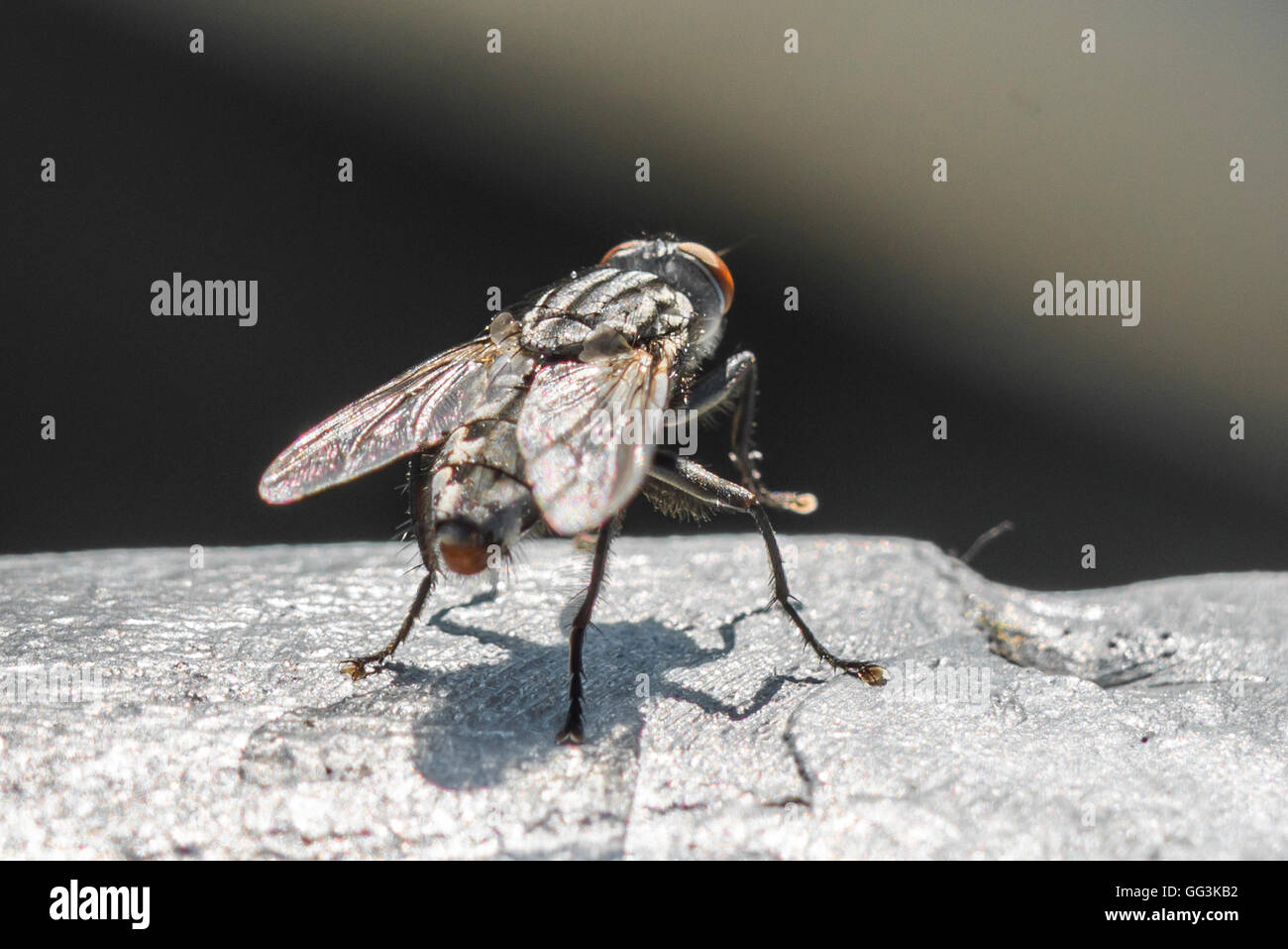 Meat fly hi-res stock photography and images - Alamy
