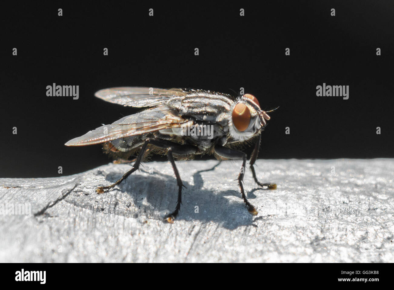 Big nasty hi-res stock photography and images - Alamy
