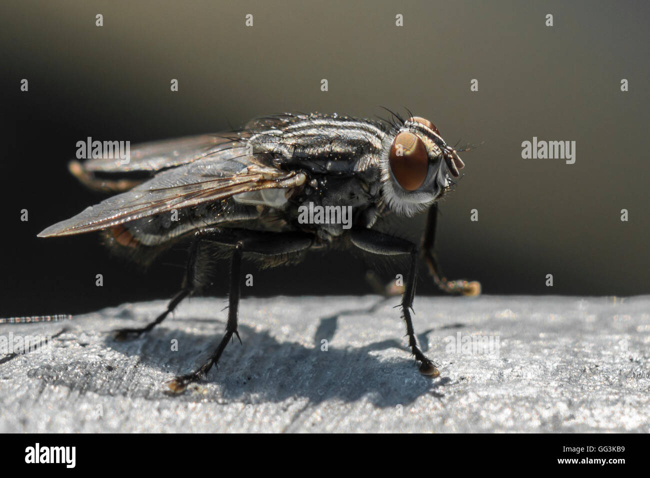 The big fly hi-res stock photography and images - Alamy