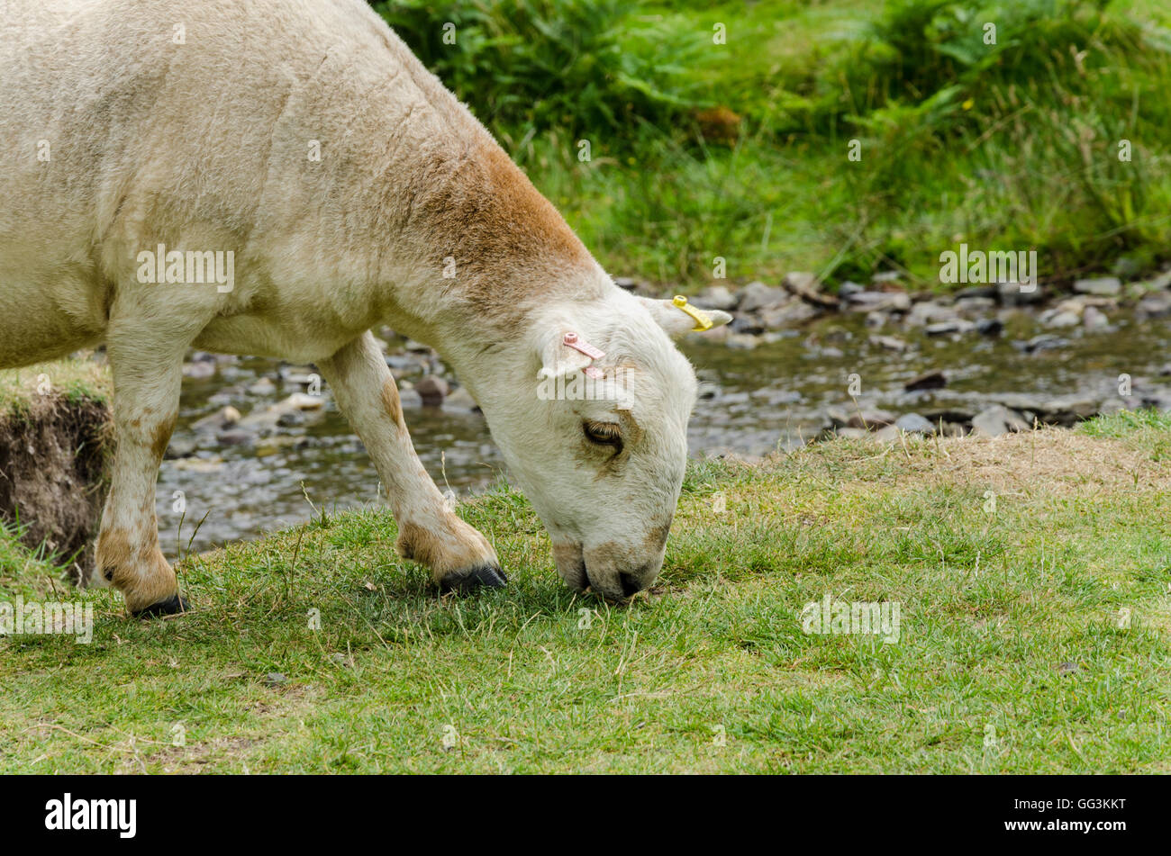 Sheep grazing stream hi-res stock photography and images - Alamy