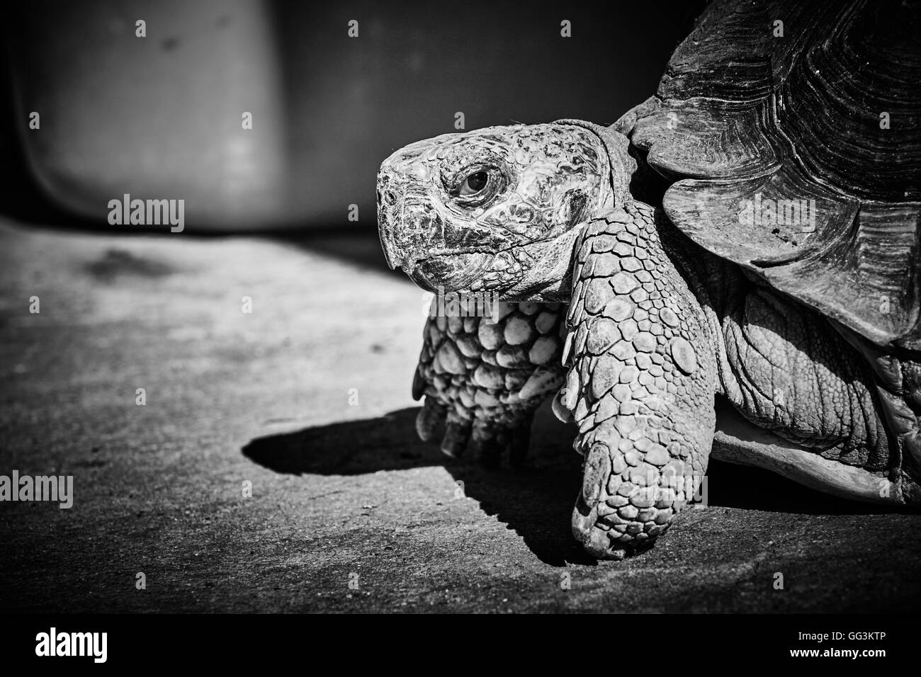 A small turtle looking straight into the camera Stock Photo - Alamy