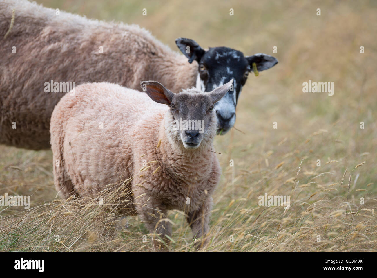 Adult sheep and young sheep Stock Photo - Alamy