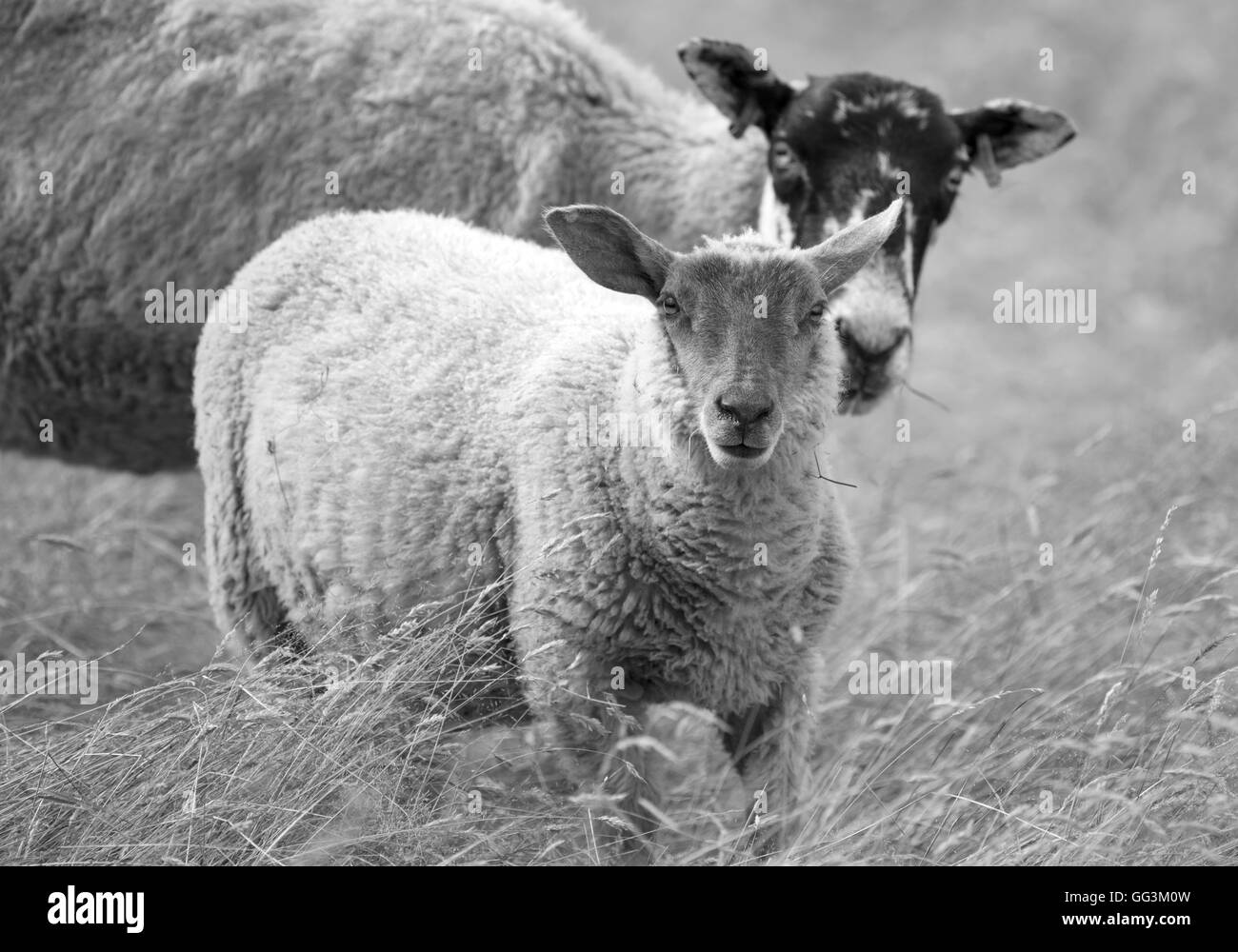 Adult sheep hi-res stock photography and images - Alamy