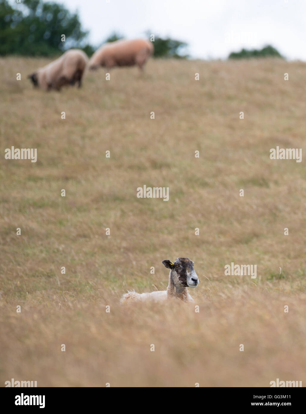 Crouches hi-res stock photography and images - Alamy