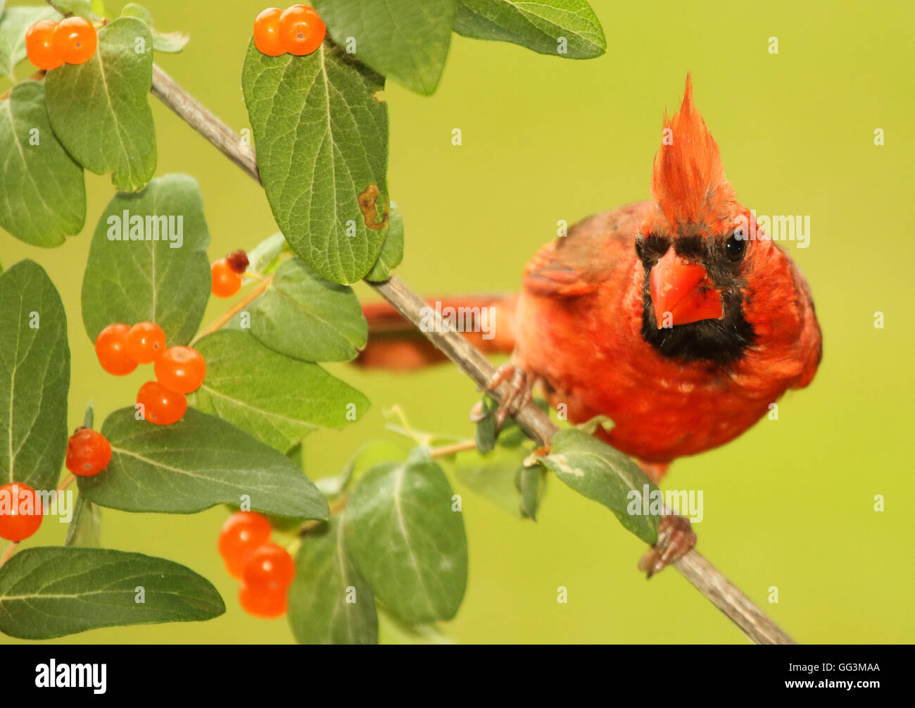 Cardinal crest hi-res stock photography and images - Alamy