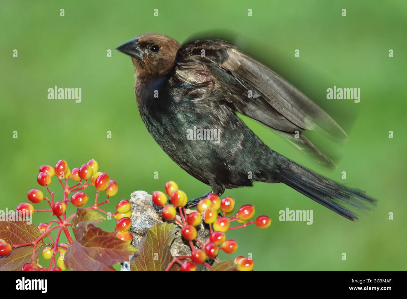 Flipping bird hi-res stock photography and images - Alamy