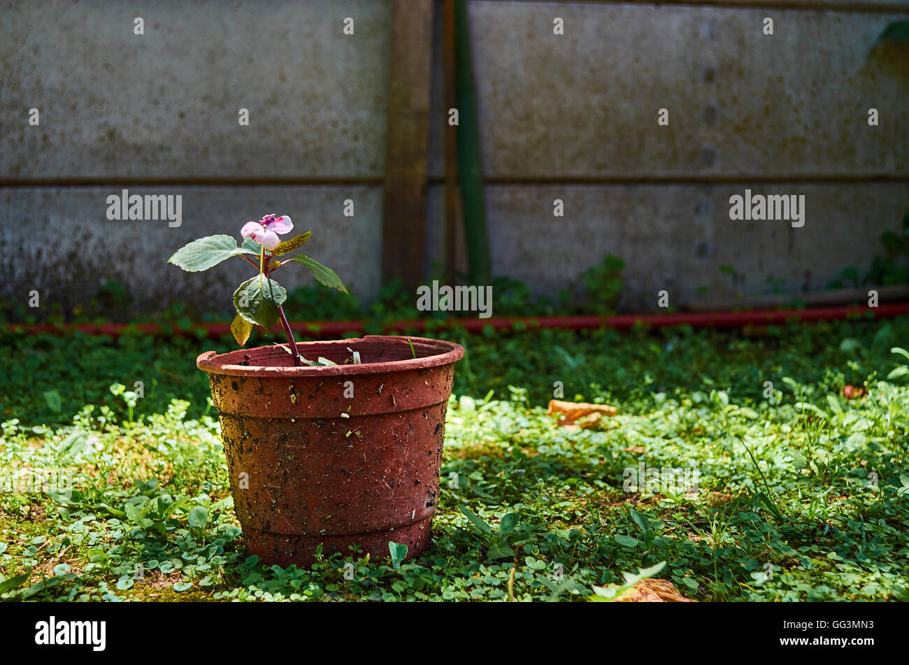 A little flower receiving some sunlight Stock Photo - Alamy