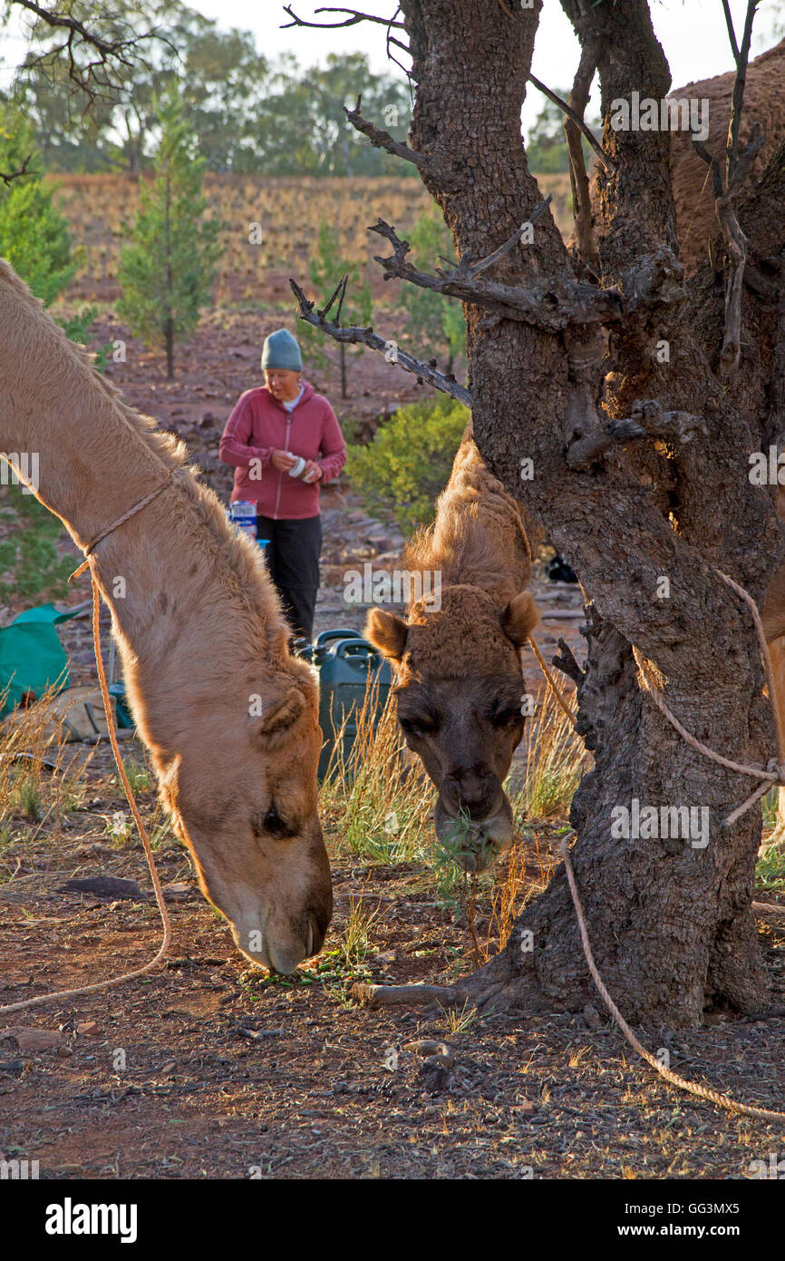 Camels in camp in the Flinders Ranges Stock Photo - Alamy