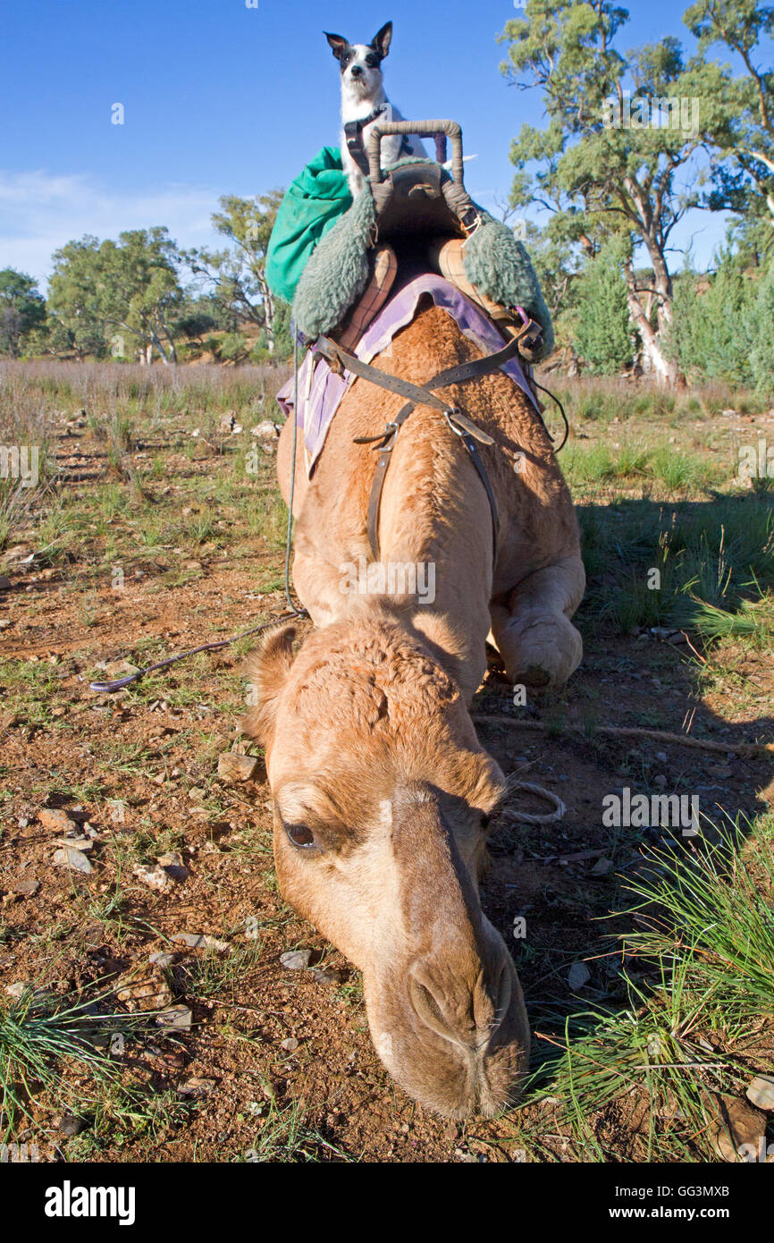 Are Dogs Allowed At Camel Creek