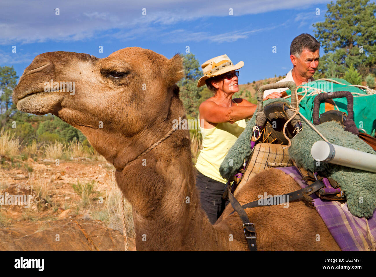 Packing a camel for travel in the Flinders Ranges Stock Photo - Alamy