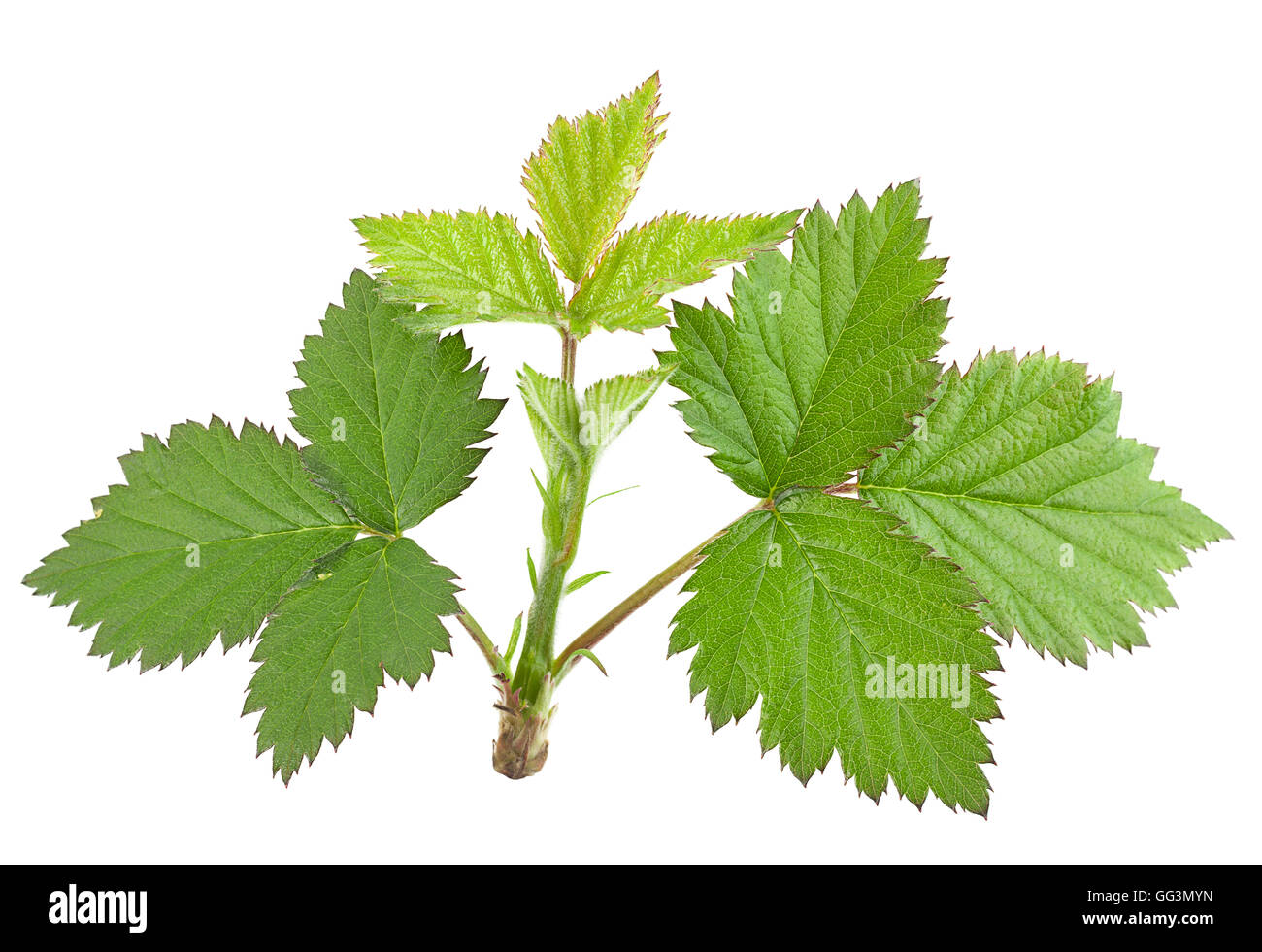 Blackberry young leaf closeup isolated on white Stock Photo - Alamy