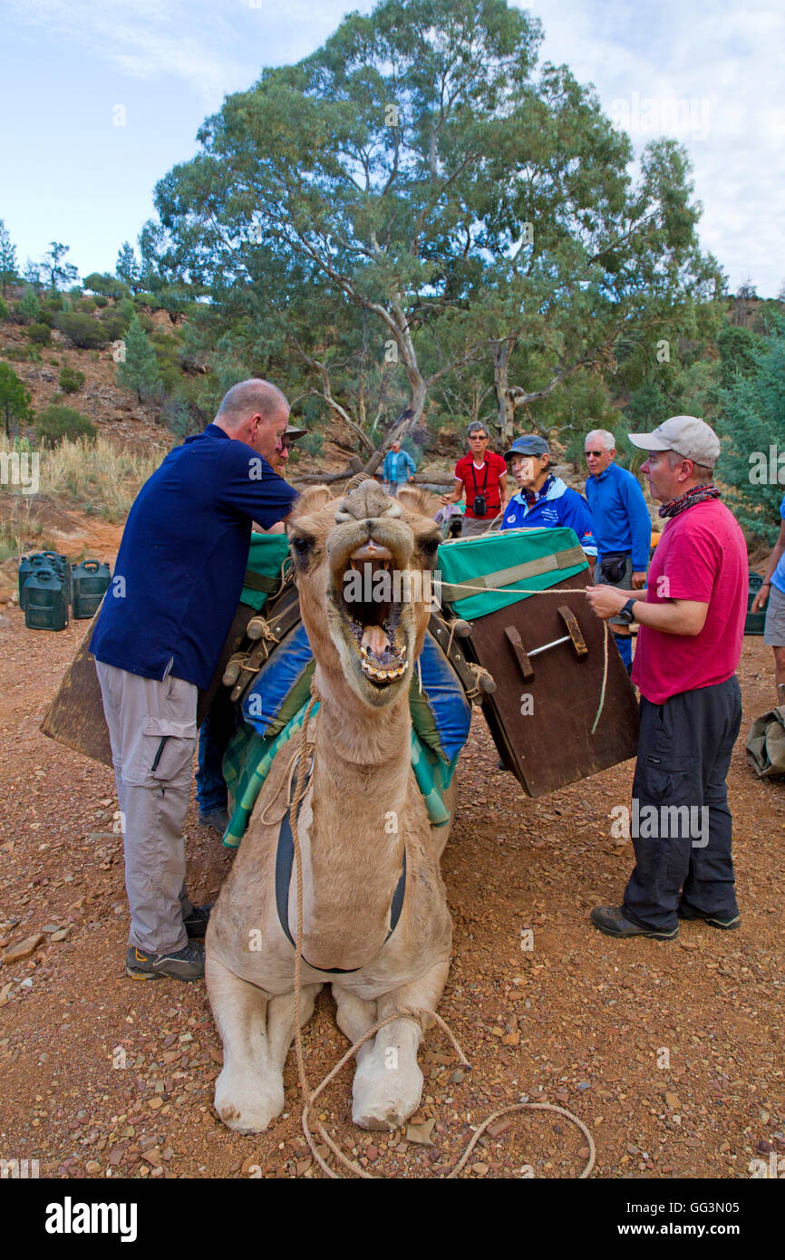 Pack of camels hi-res stock photography and images - Alamy