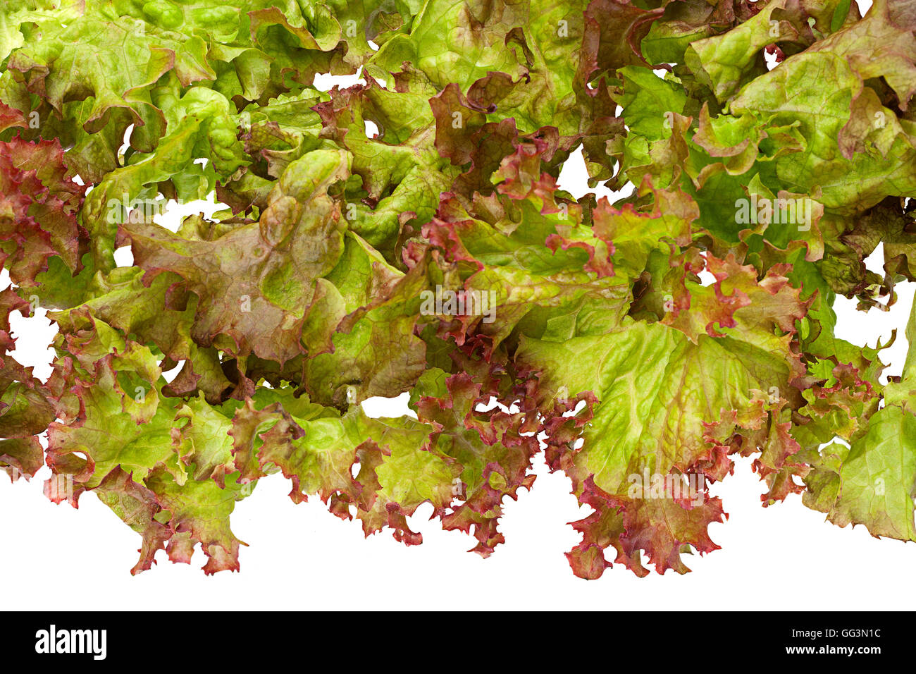 Curly salad hi-res stock photography and images - Alamy