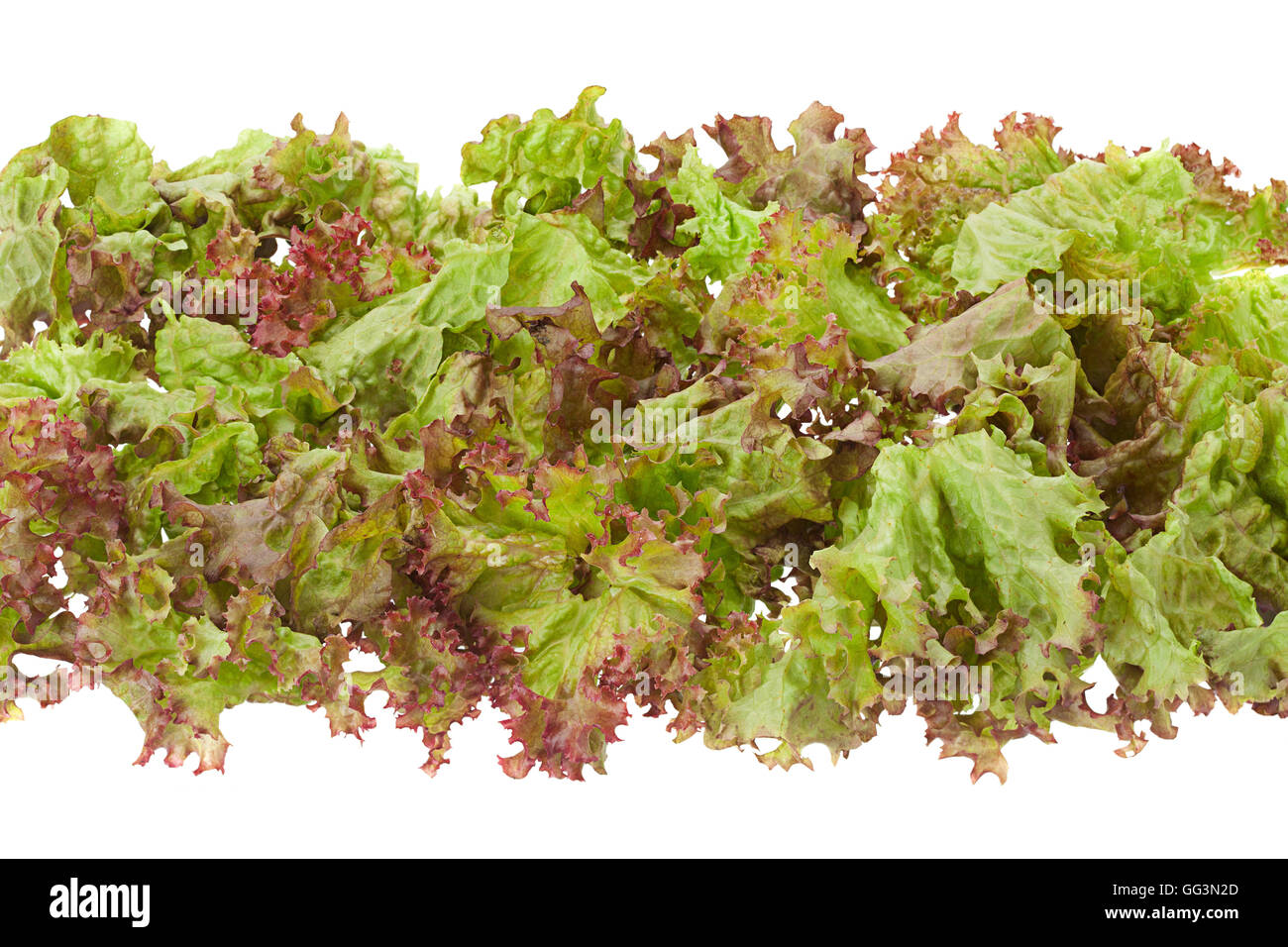 Curly salad herb closeup on white background Stock Photo - Alamy