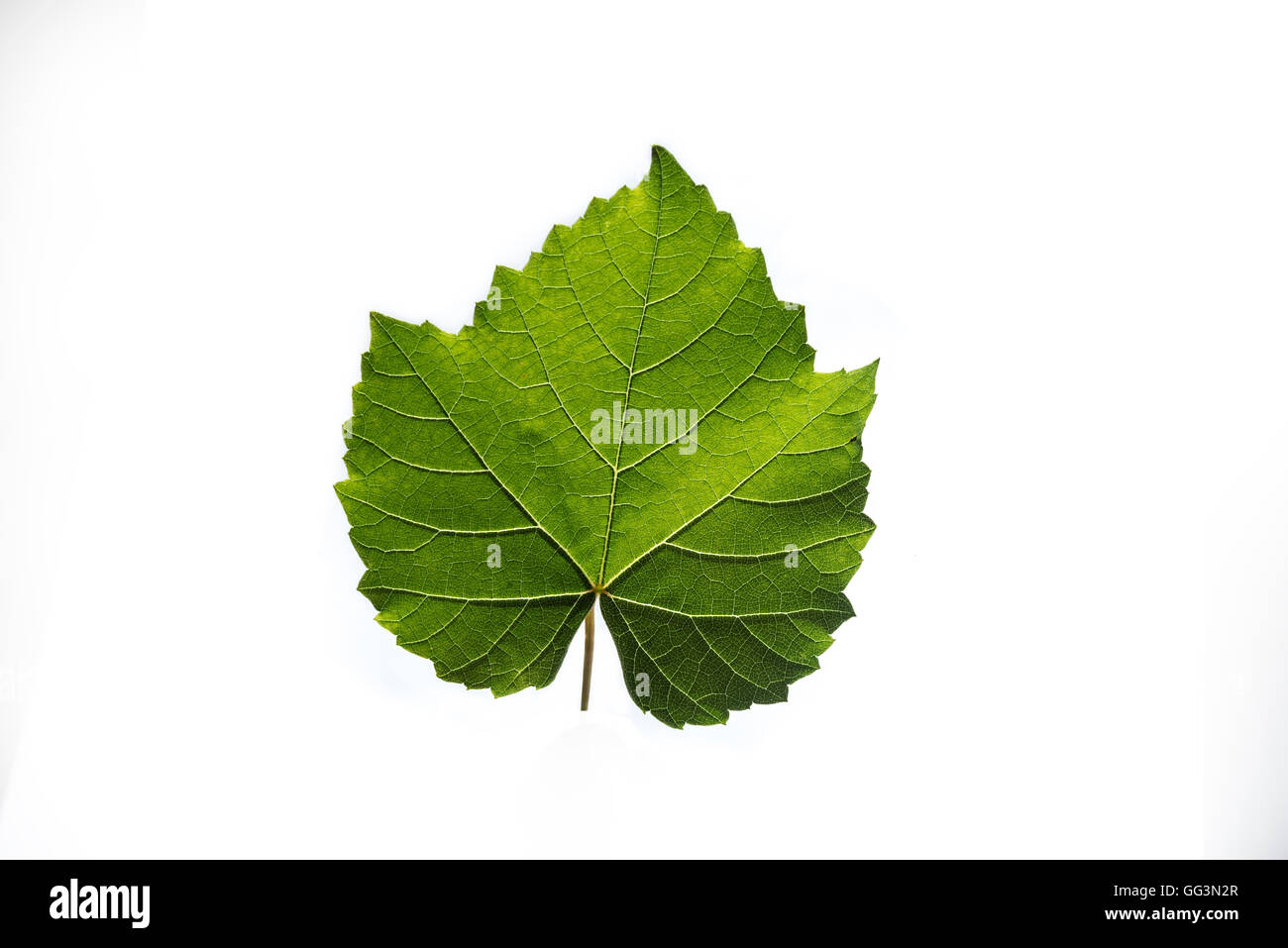 one vine leaf isolated on white background Stock Photo - Alamy